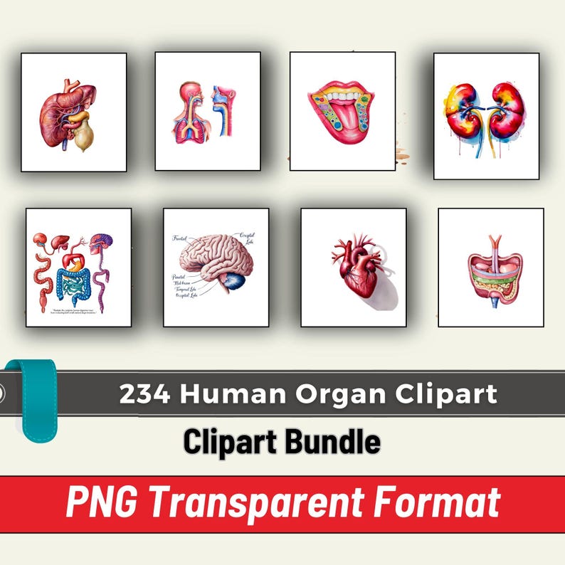 Human Organ Clipart, Biology Clipart PNG Bundle, 234 PNG Human Organ ...
