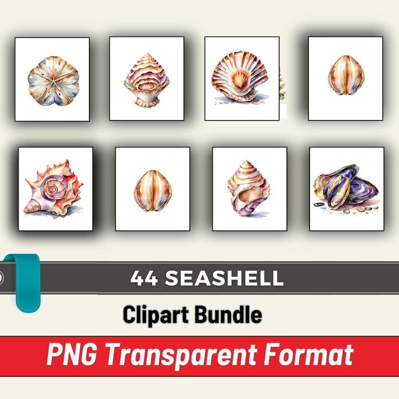 Seashell Clipart, Animal Clipart PNG Bundle, 44 PNG Seashell Clipart ...