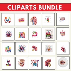 Human Organ Clipart, Biology Clipart PNG Bundle, 234 PNG Human Organ ...