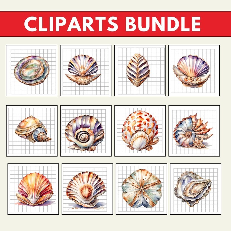 Seashell Clipart, Animal Clipart PNG Bundle, 44 PNG Seashell Clipart ...