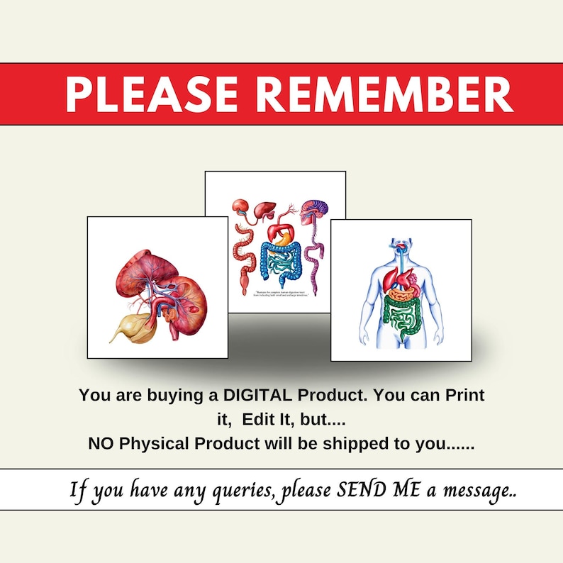 Human Organ Clipart, Biology Clipart PNG Bundle, 234 PNG Human Organ ...