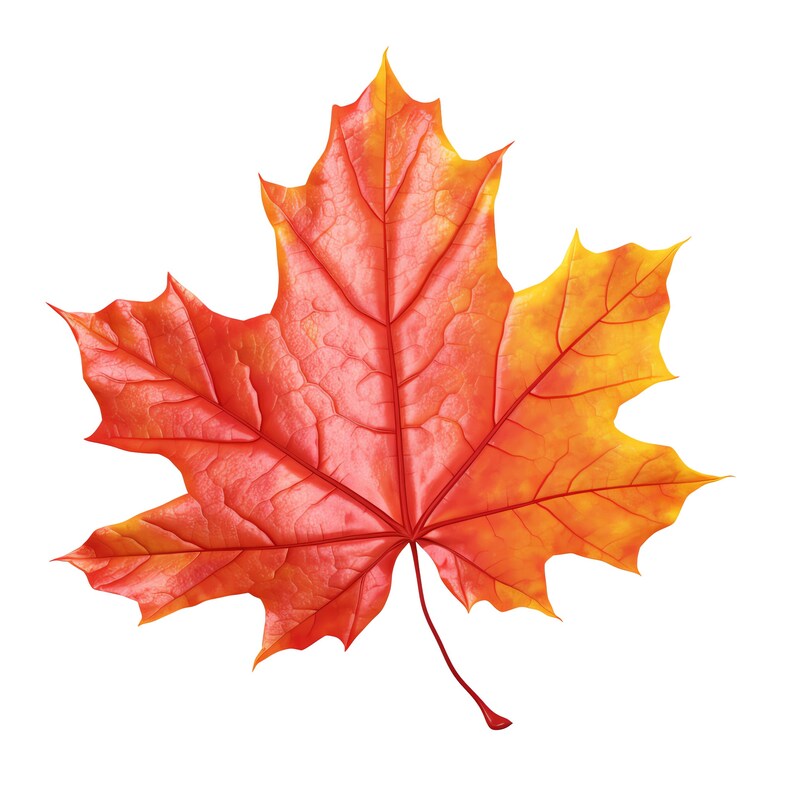 Fall Leaf Seasonal Clipart Vol 1: High Resolution Printable Autumn ...