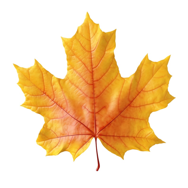 Fall Leaf Seasonal Clipart Vol 1: High Resolution Printable Autumn ...