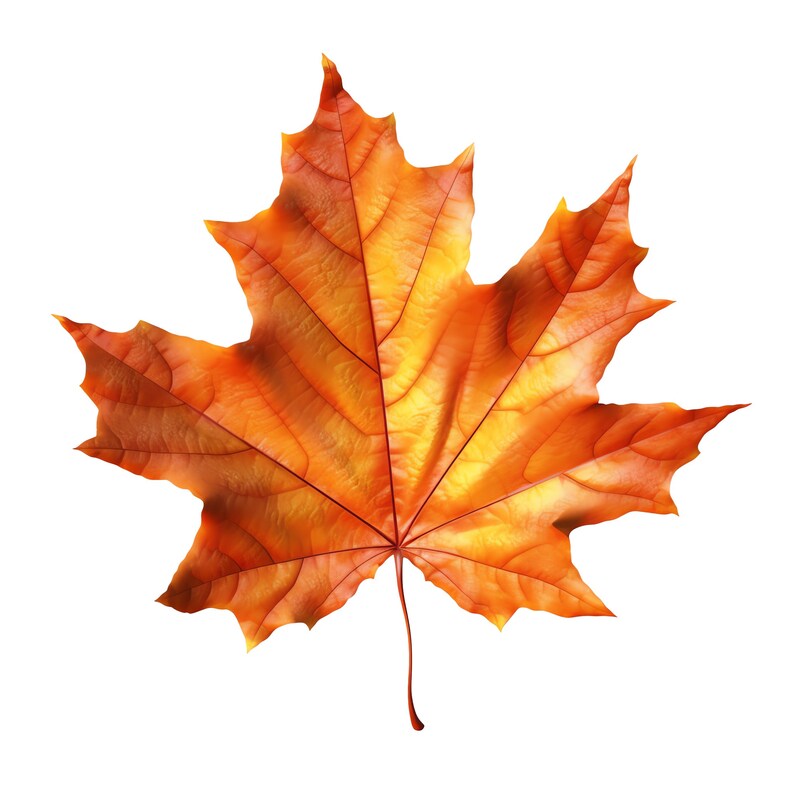 Fall Leaf Seasonal Clipart Vol 1: High Resolution Printable Autumn ...