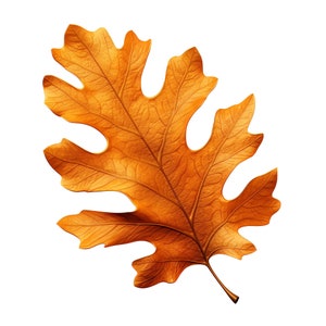 Fall Leaf Seasonal Clipart Vol 1: High Resolution Printable Autumn ...