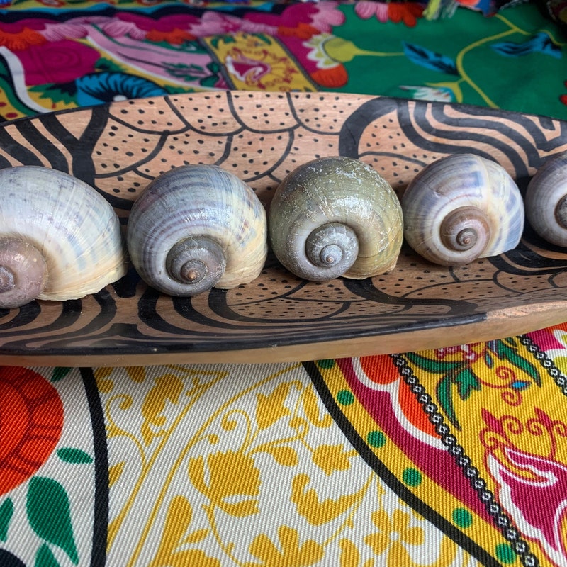 Apple Snail Shell - Etsy