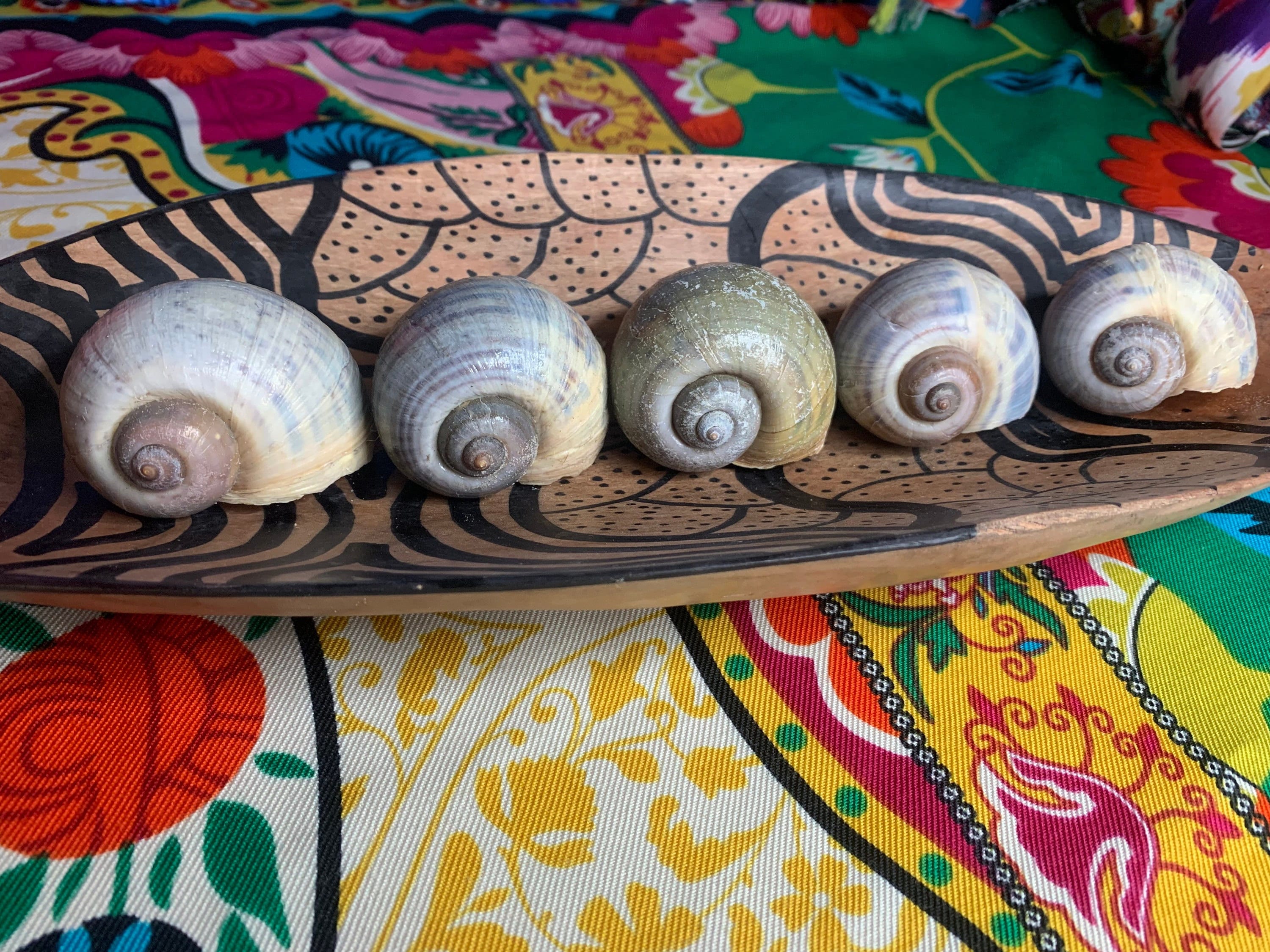 Large Texas Apple Snails - X5 - Etsy