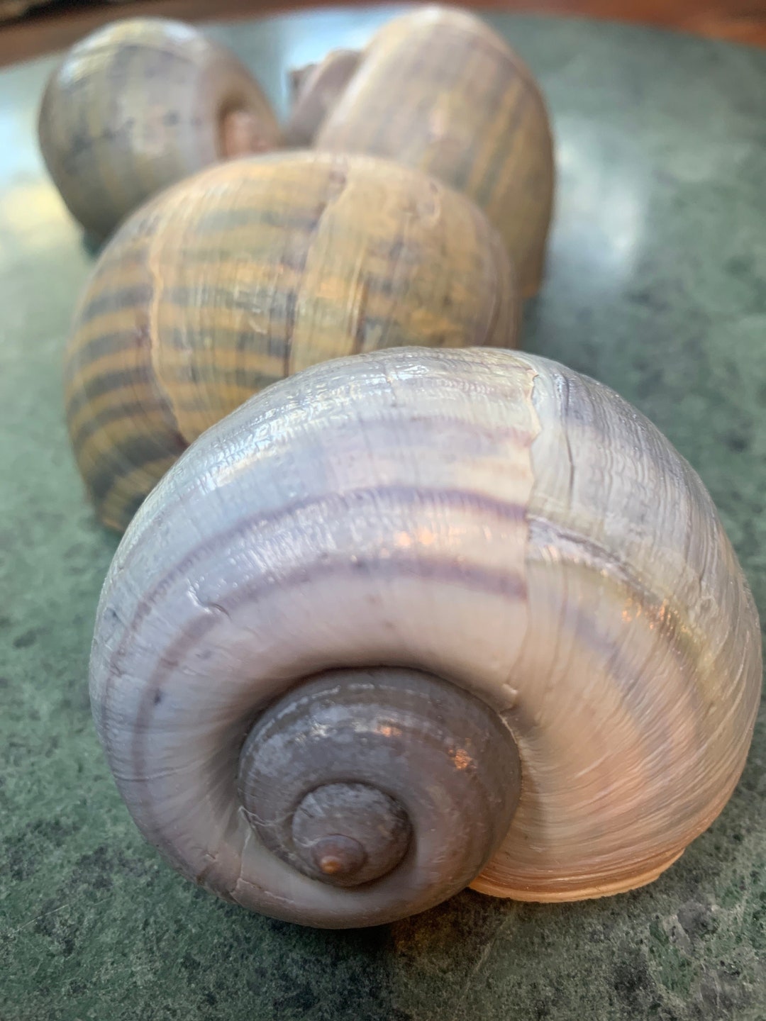 Large Texas Apple Snails - Etsy