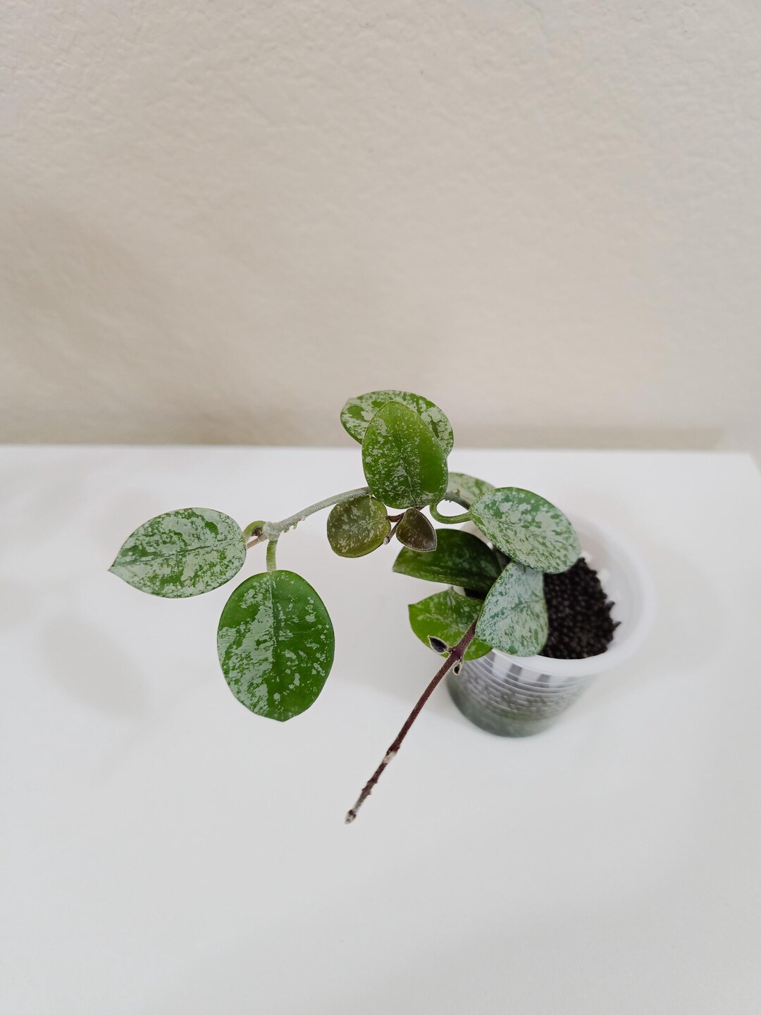 Hoya Mathilde Splash - Etsy