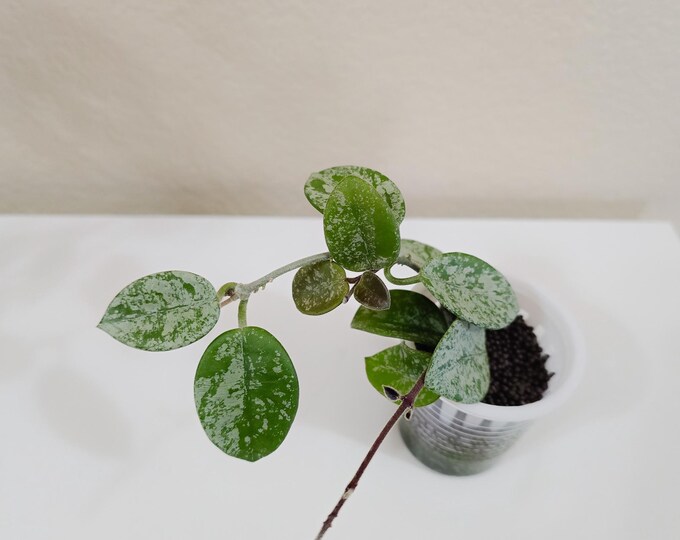 Hoya Mathilde Splash - Etsy