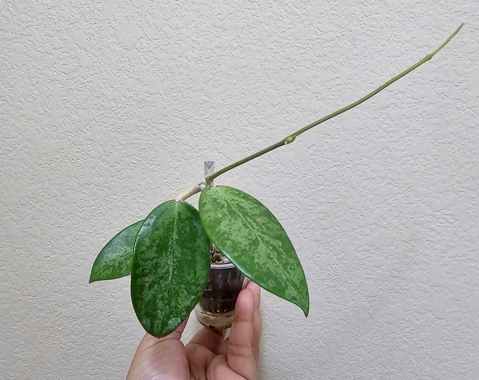 Hoya Rime Splash - Etsy