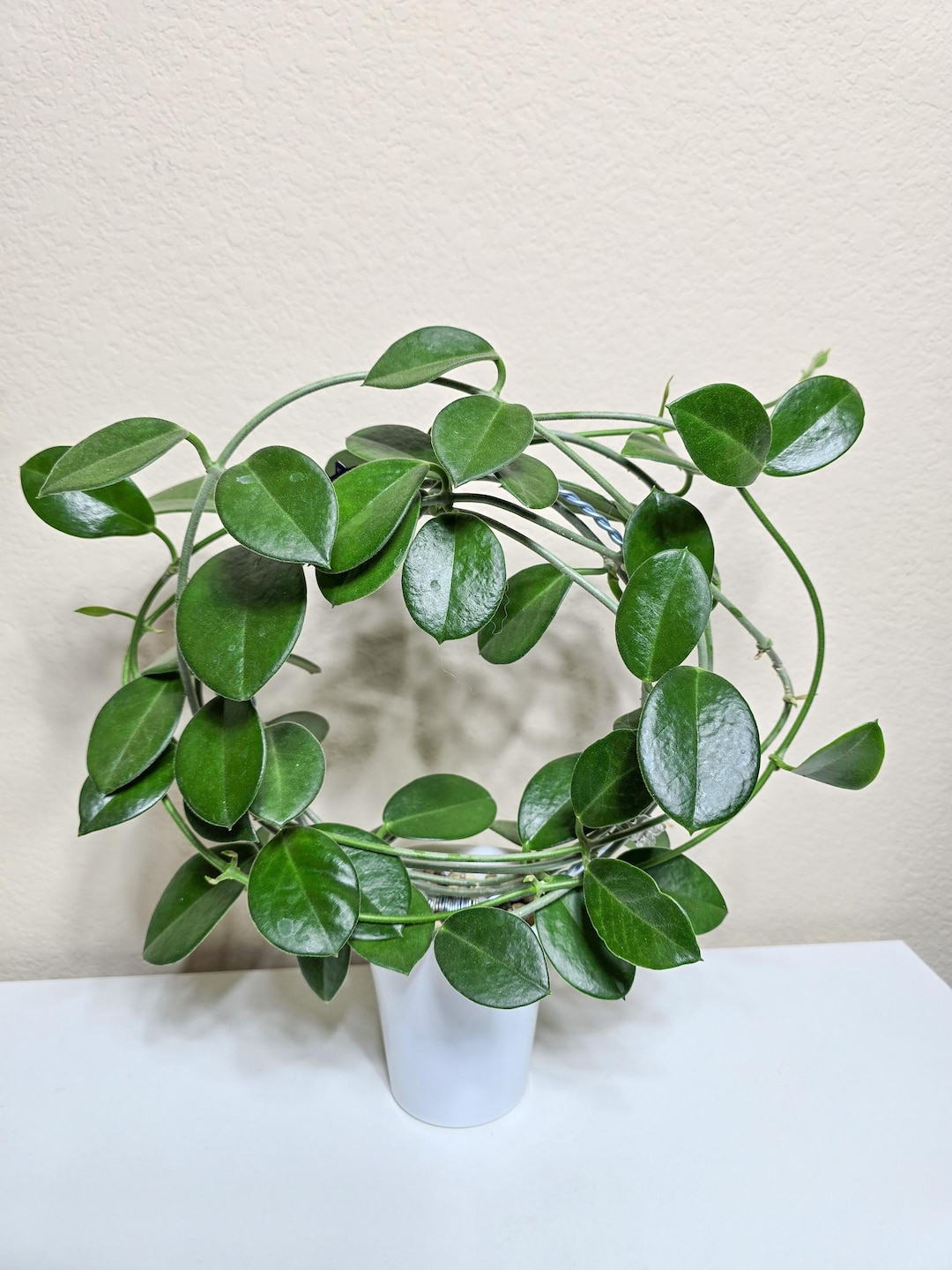 Hoya Australis 'keysii' - Etsy