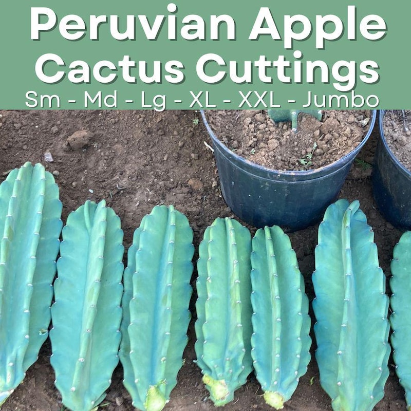Peruvian Cactus Night - Etsy