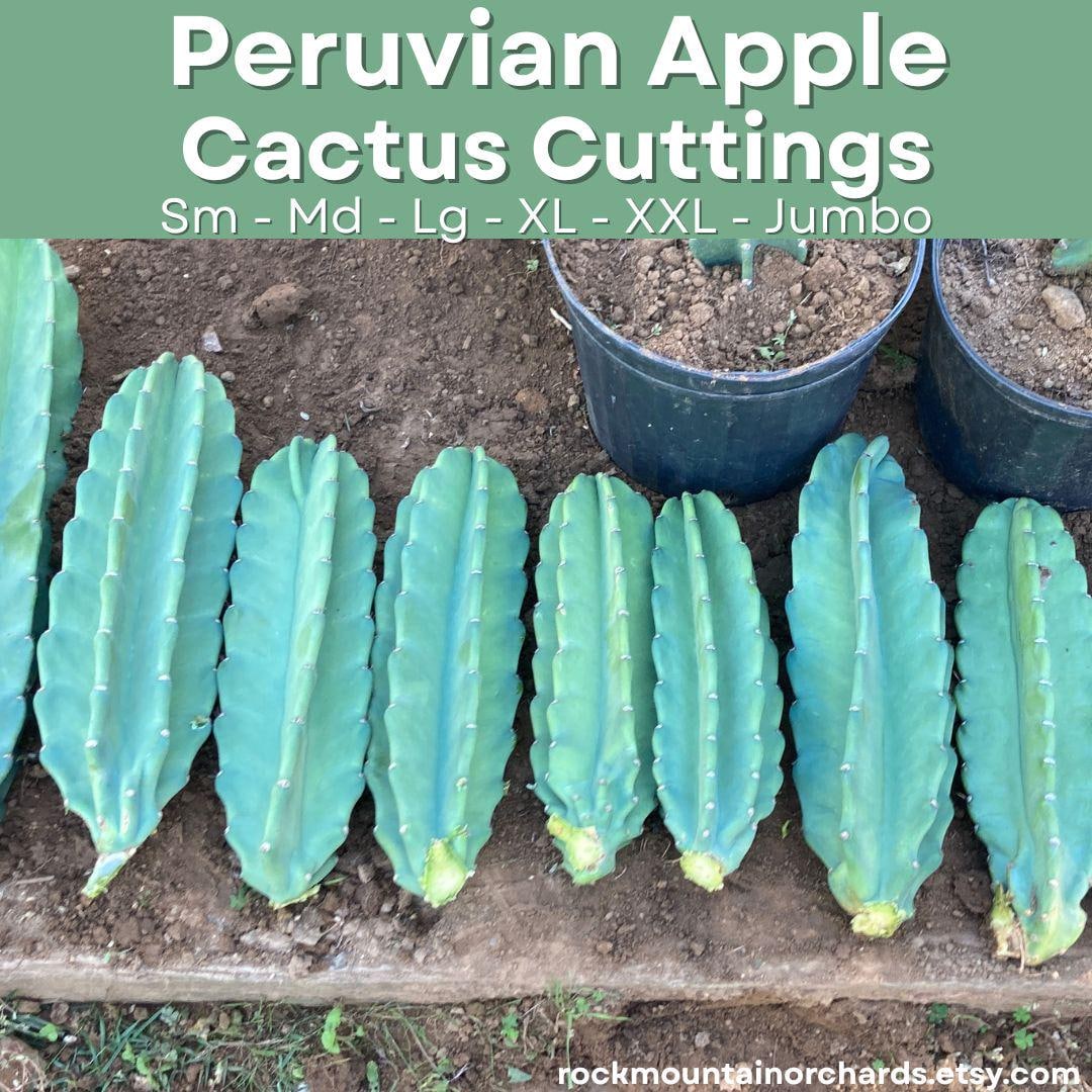Peruvian Apple Cactus Cuttings Night Blooming Columnar Cactus Live ...