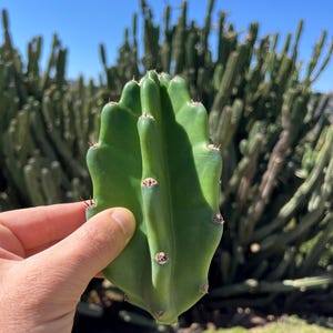 Peruvian Apple Cactus Cuttings Night Blooming Columnar Cactus Live ...