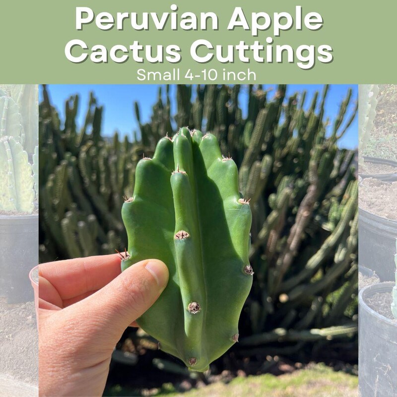 Cactus Cutting - Etsy