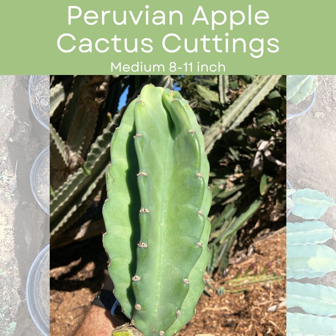 8-11 Inch Peruvian Apple Cactus Cutting | Cut to Ship | Cactus Offset ...