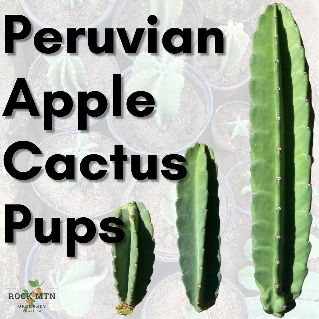 Peruvian Apple Cactus Pups Cactus Cuttings Cactus Gift Cactus Decor ...