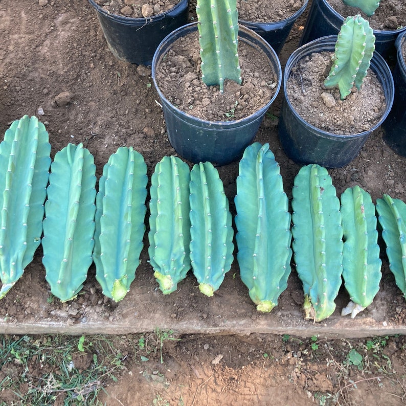 JUMBO Peruvian Apple Cactus Pups 21-25 Inches, Cactus Cuttings, Cereus ...