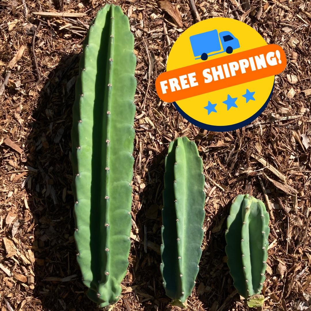 Peruvian Apple Cactus Cuttings Fruiting Indoor/outdoor Cacti Cut to ...