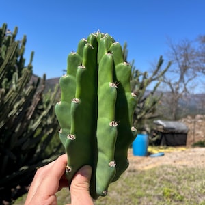 Peruvian Apple Cactus Cuttings Night Blooming Columnar Cactus Live ...