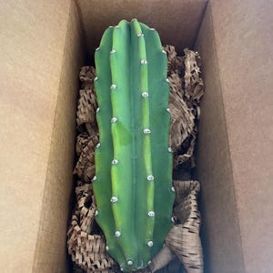 Peruvian Apple Cactus Cuttings Night Blooming Columnar Cactus Live ...