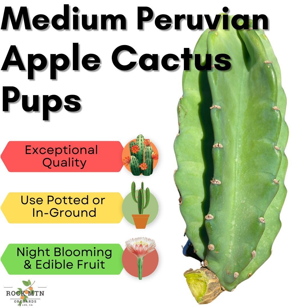 Med Peruvian Apple Cactus Pups, Cactus Gift, Cactus Cuttings, Cereus ...