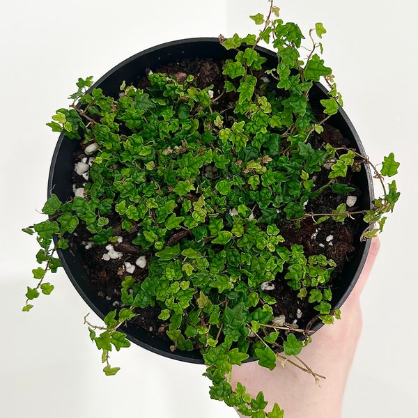 String of Frogs - Etsy