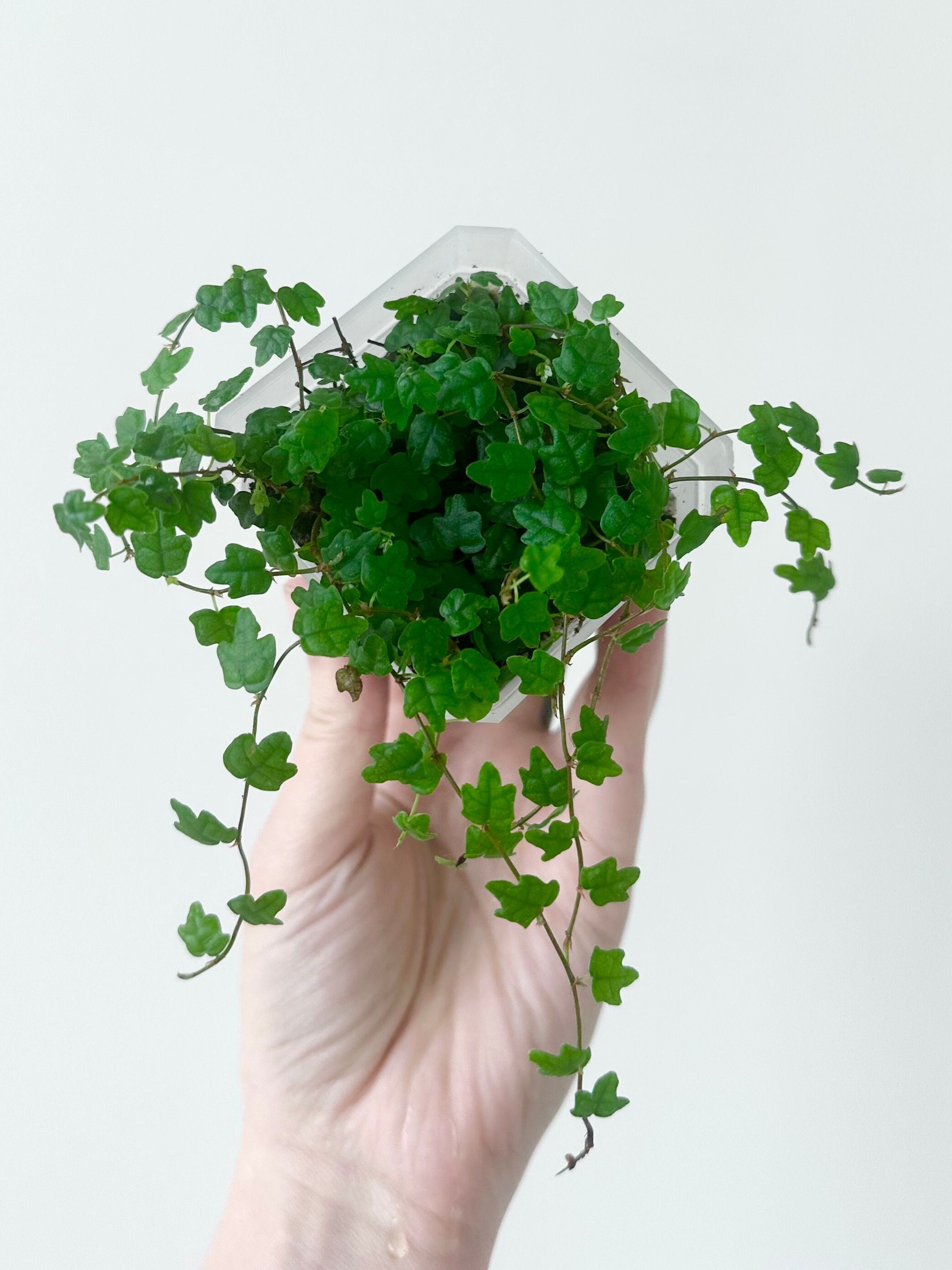 Ficus Pumila 'quercifolia' Miniature Oakleaf Fig String of Frogs - Etsy