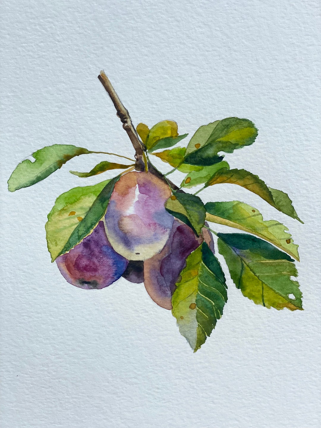 Framed Original Watercolor Painting of Plums on a Branch 11,5 in X 11,5 ...