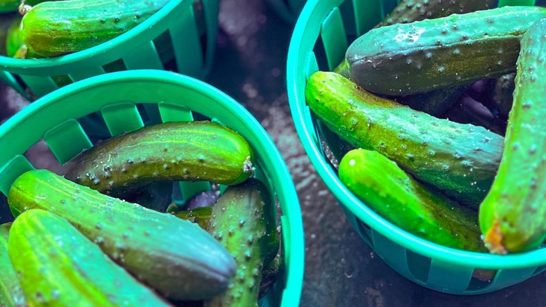 Pickle Virtual Zoom Background - Etsy