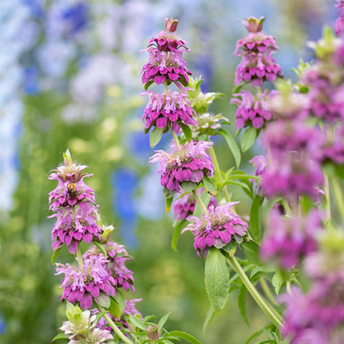 100 Lemon Bee Balm Seeds Organic, Non-gmo, Freshly Harvested - Etsy