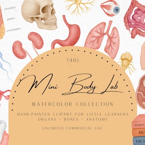 Anatomy Clipart Bundle, Watercolor Organs PNG, Body System Charts ...