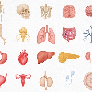 Anatomy Clipart Bundle, Watercolor Organs PNG, Body System Charts ...