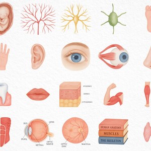 Anatomy Clipart Bundle, Watercolor Organs PNG, Body System Charts ...