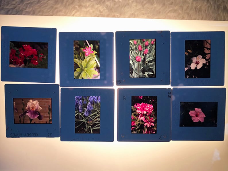 Curated Selection of Vintage Photo Slides of Flowers From Around the ...