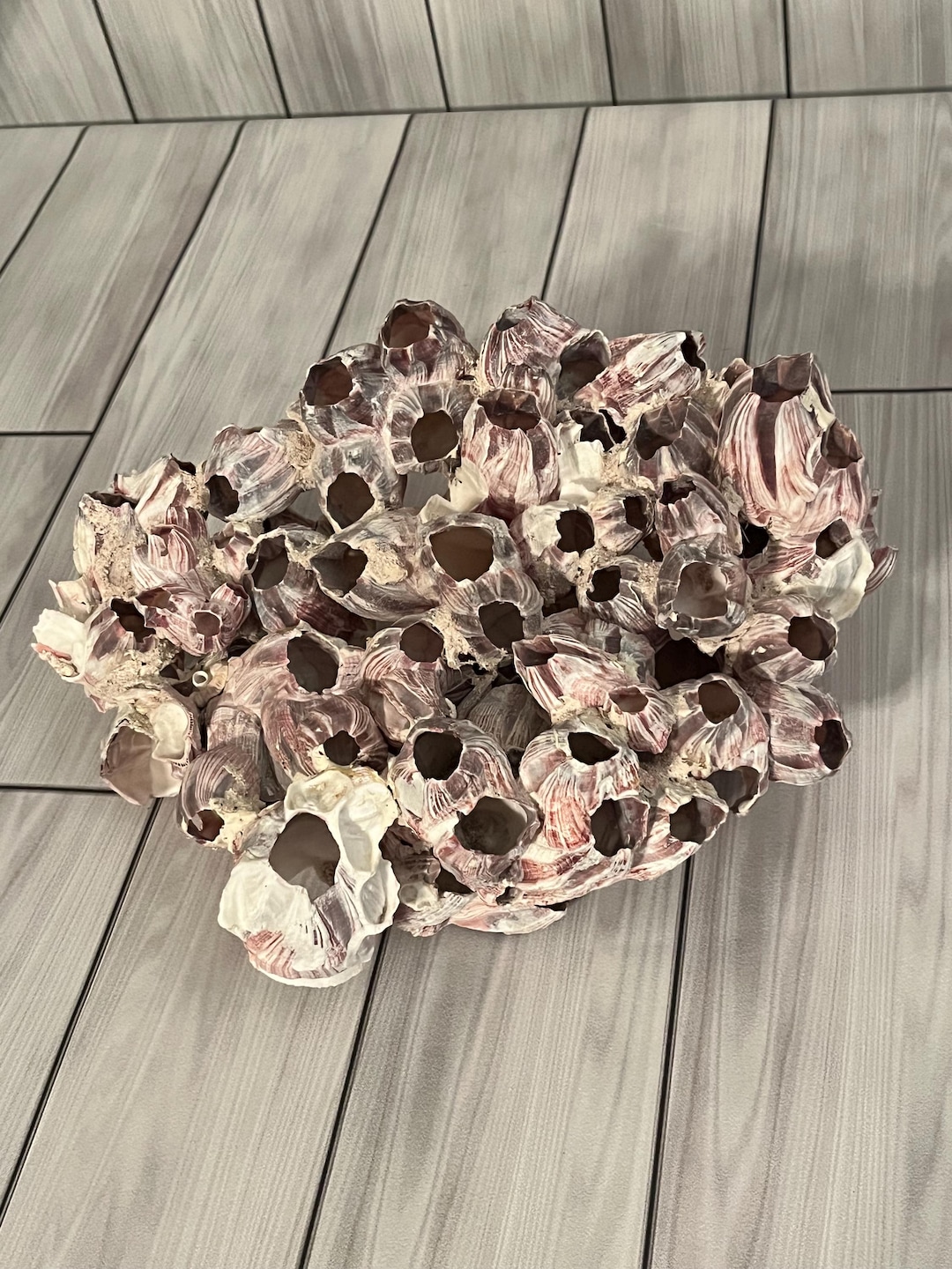 Purple Acorn Barnacle, Purple Barnacle Cluster, Seaside Home Decor ...