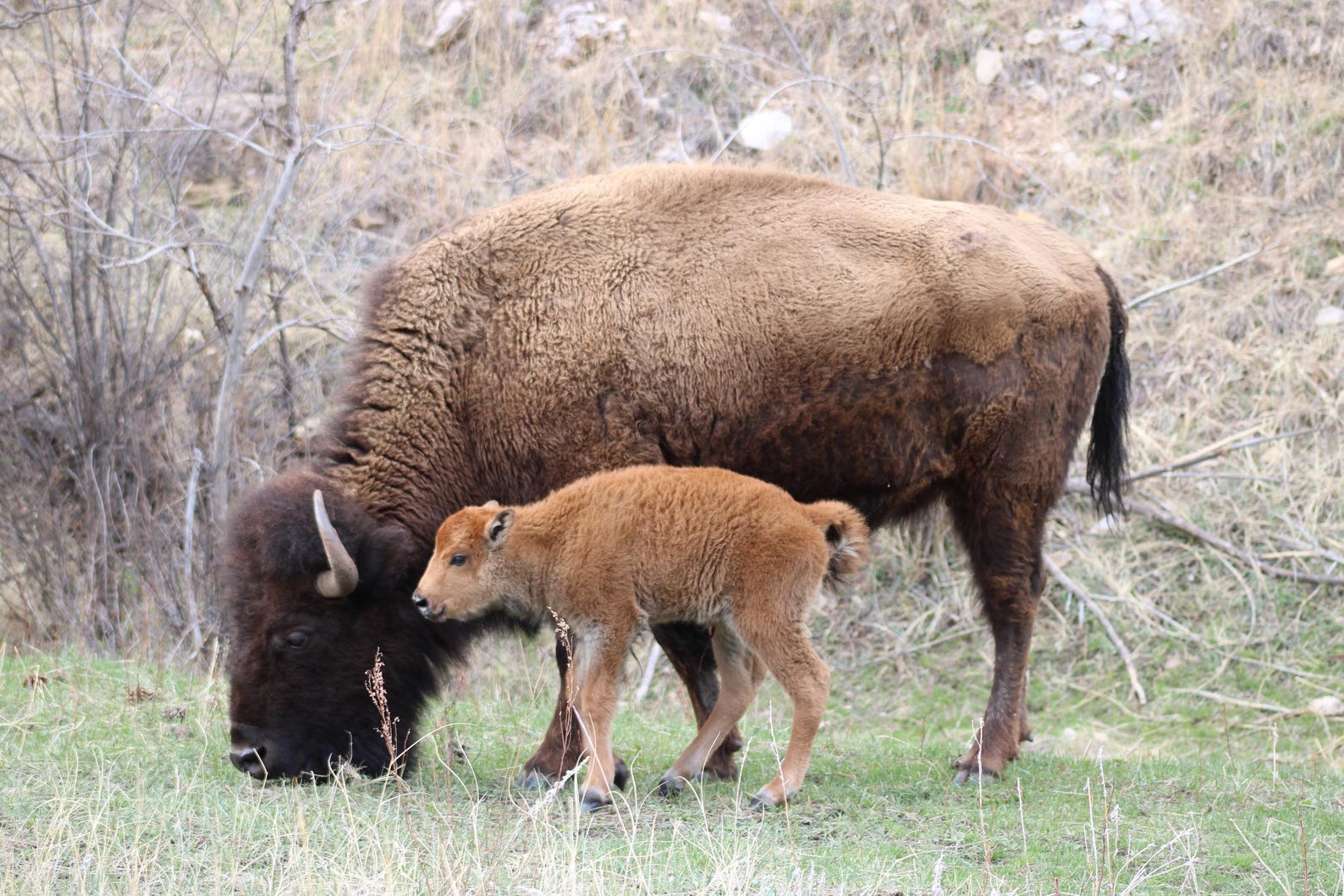 Mom & Baby Bison Standing Together, Custer State Park South Dakota ...