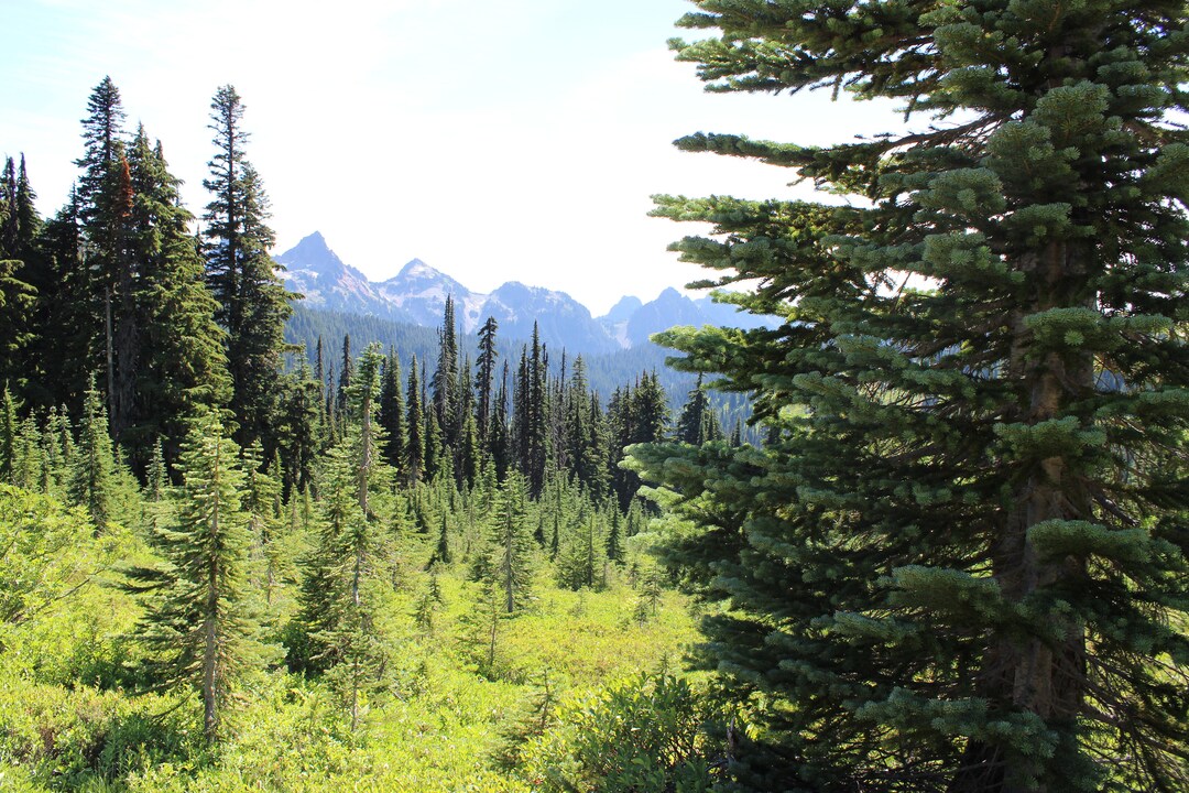 Mountain Meadow View Photography Wall Art Mt. Rainer National - Etsy