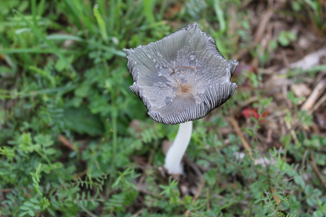 Morning Dew Mushroom Photography Wall Art Mushroom Photography Mushroom ...