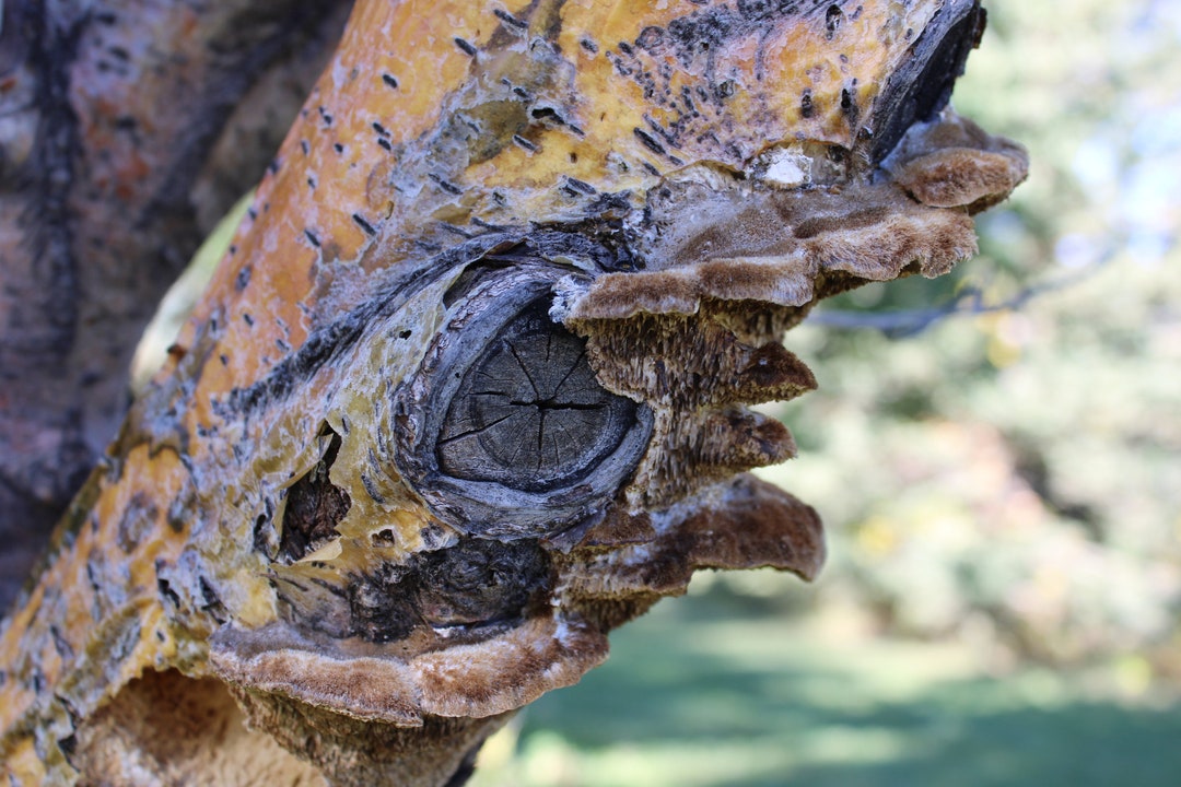 Stairway of Spores~ Fungus ~fungi~ Tree Fungus~ Fungi Photography~ Tree ...