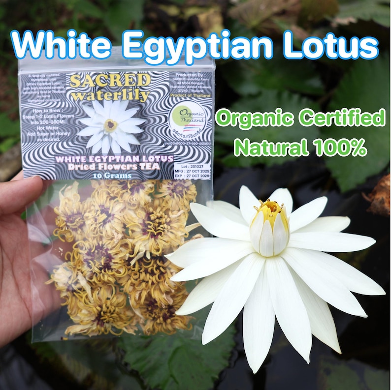 White Egyptian Lotus Flowers 20g : Mutation Nymphaea Lotus , Meditation ...