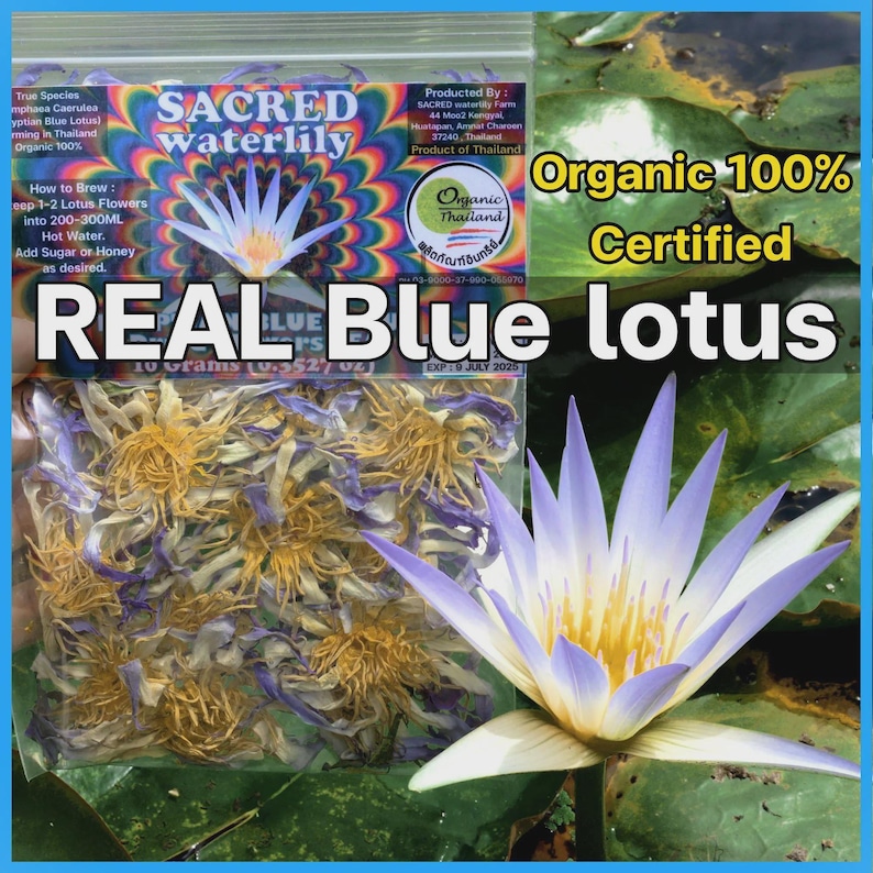 REAL Blue Lotus Flower 20g : True Nymphaea Caerulea, Meditation ...
