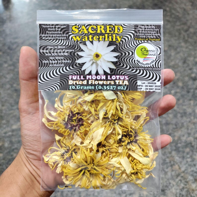 White Egyptian Lotus Flowers 20g : Mutation Nymphaea Lotus , Meditation ...