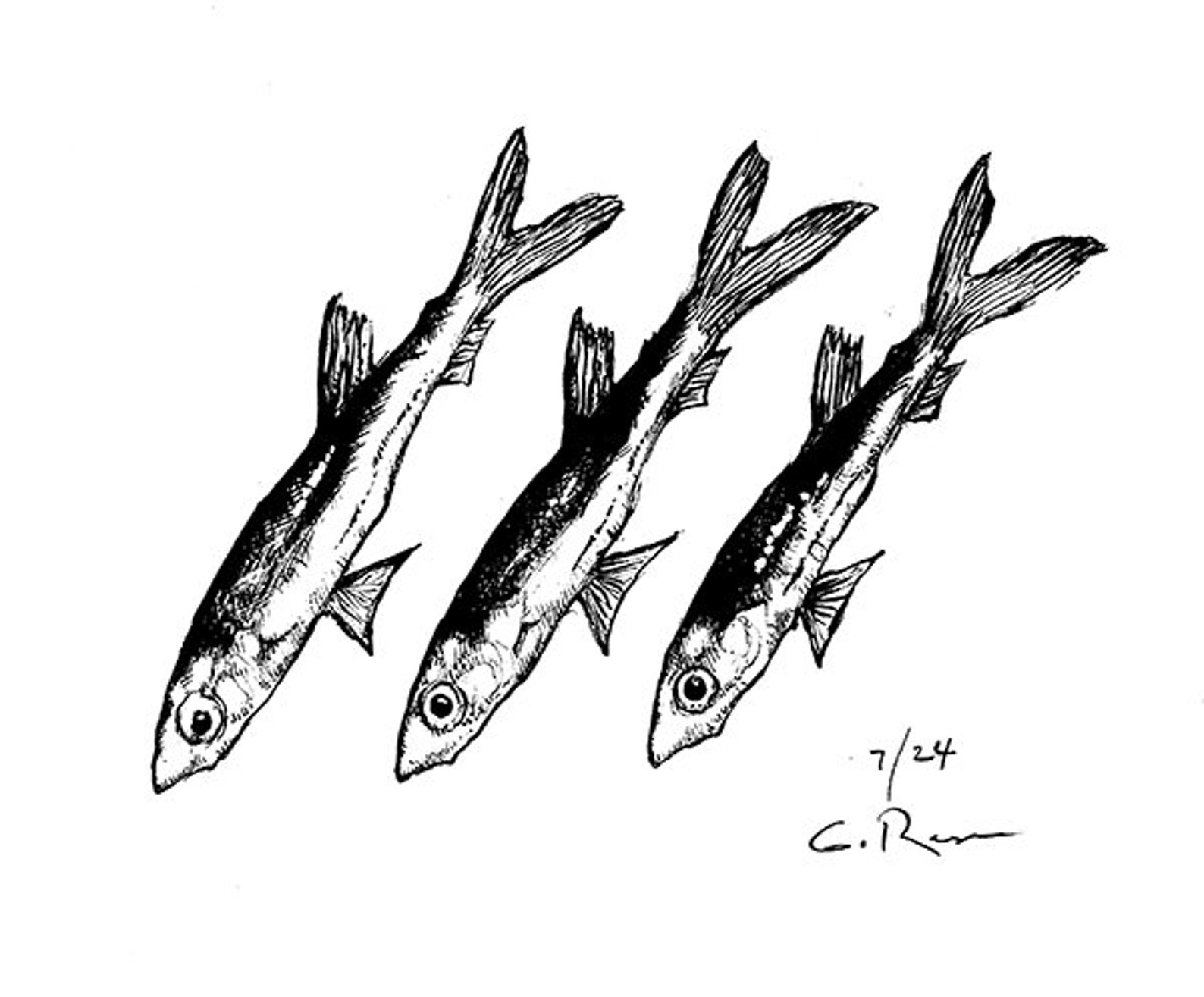 3 Smelt Fish - Etsy