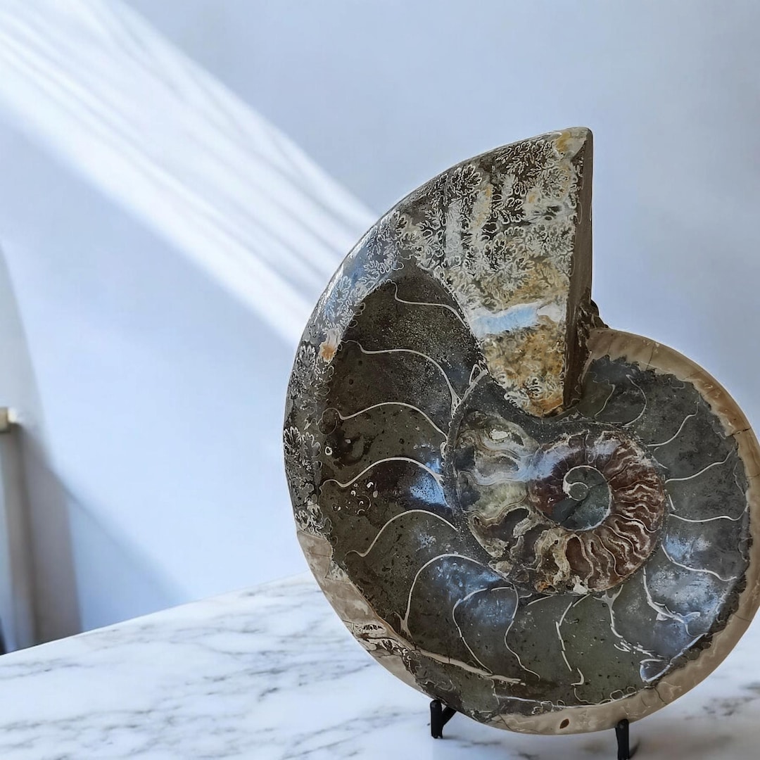 Thousand Year Old Ammonite Fossil Bowl - Etsy