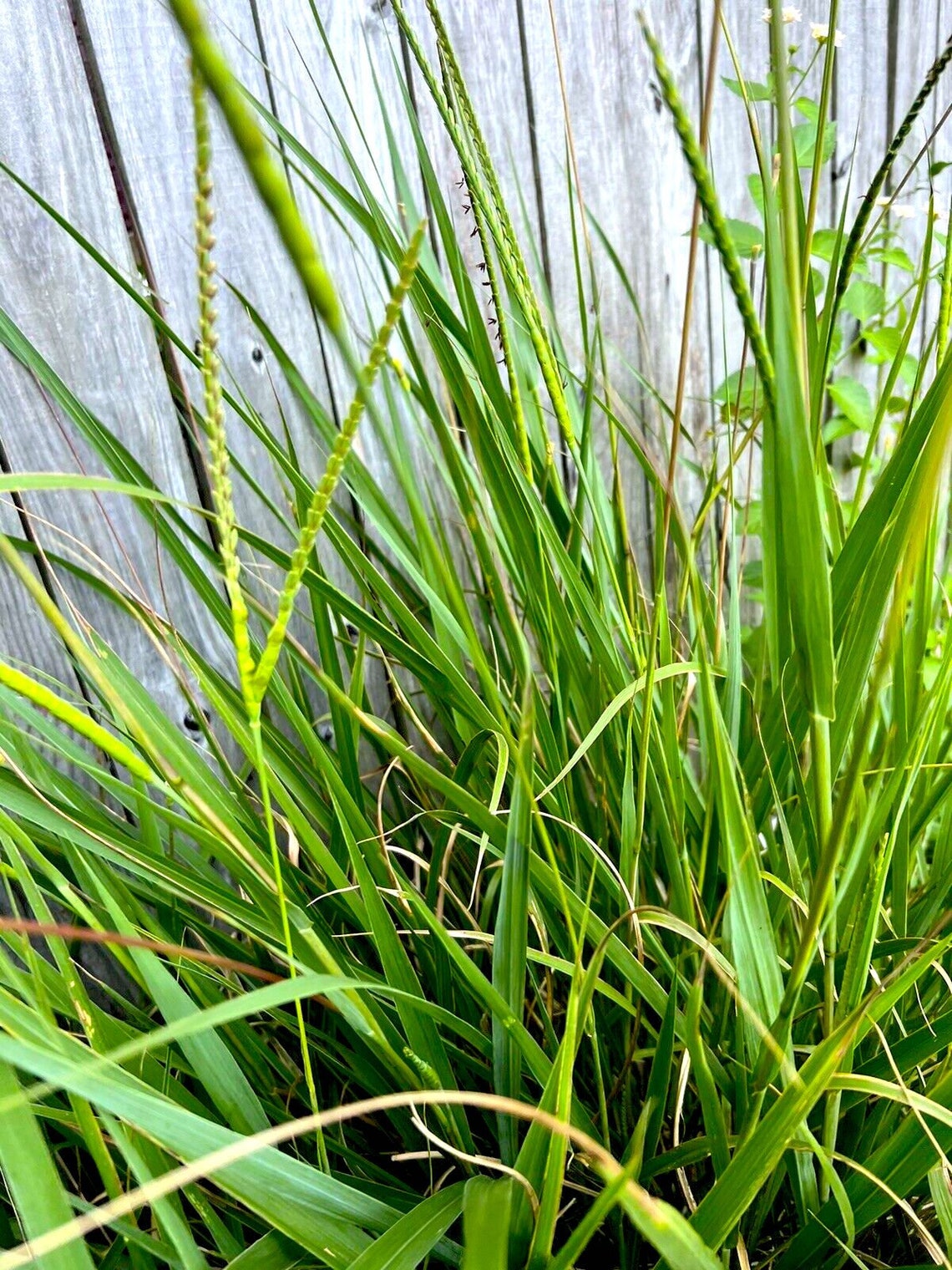 Fakahatchee Grass | LIVE PLANT | Eastern Gamagrass | Accent | Border ...