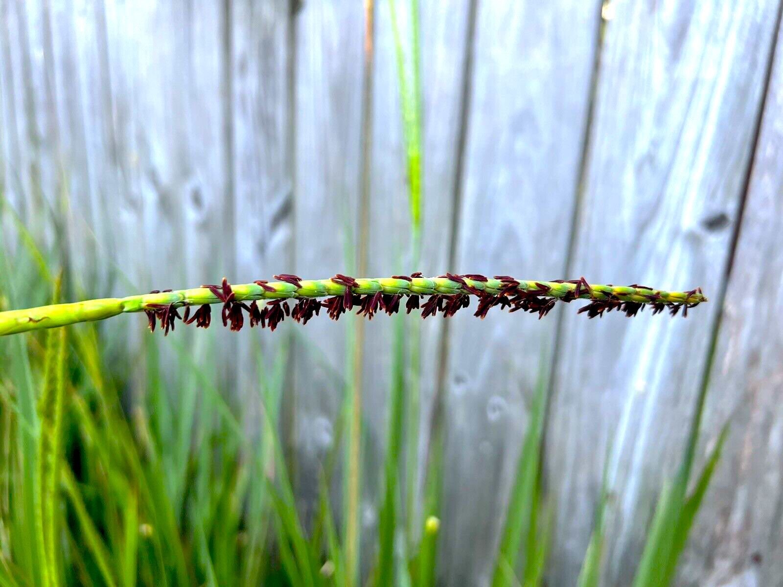 Fakahatchee Grass Live Plant Eastern Gamagrass Accent Border Plant Etsy