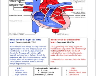 Complete Anatomy and Physiology Nursing, Anatomy Study Guide, Anatomy ...