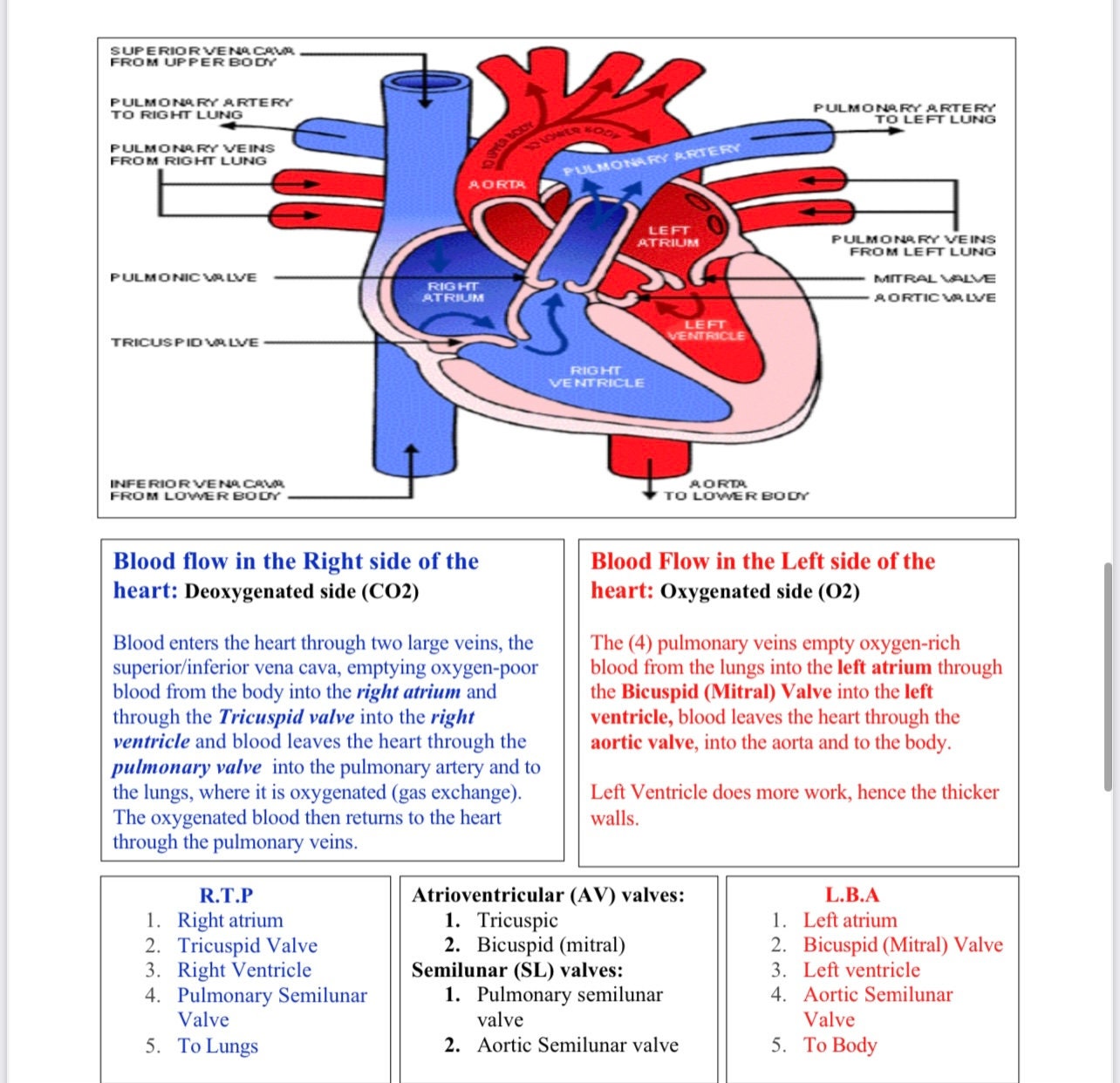 Anatomy and Physiology 1 Study Guide - Etsy
